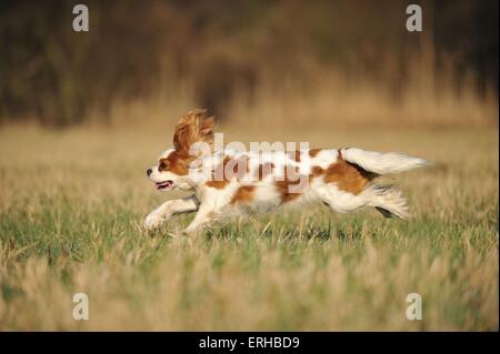 Cavalier King Charles Spaniel running in garden Stock Photo - Alamy