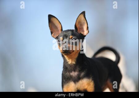 Brown and tan short-haired Russian toy terrier (Russkiy Toy Stock Photo ...