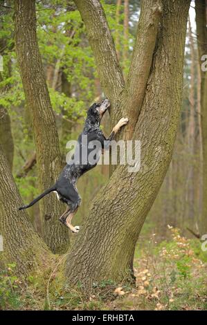Louisiana Catahoula Leopard Dog climbs on tree Stock Photo - Alamy
