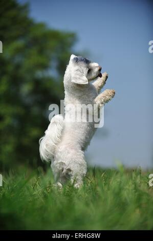 Maltese shows trick Stock Photo - Alamy