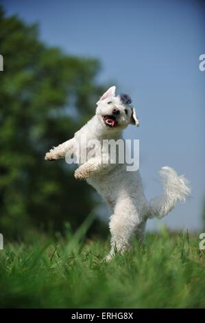 Maltese shows trick Stock Photo - Alamy