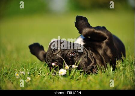 rolling English Bulldog Stock Photo - Alamy