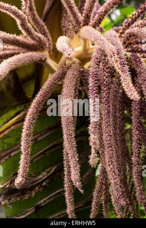 flowering Nikau palms in flower, New Zealand native palm with flowers ...