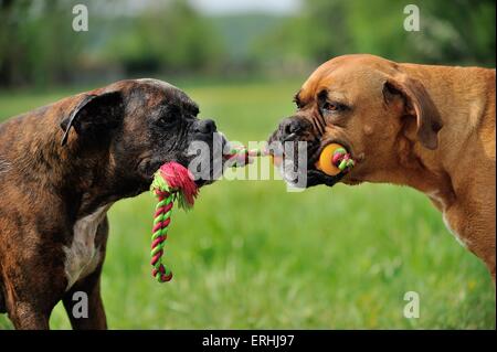 German Boxer at pulling Stock Photo - Alamy