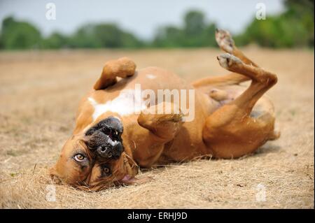rolling German Boxer Stock Photo - Alamy