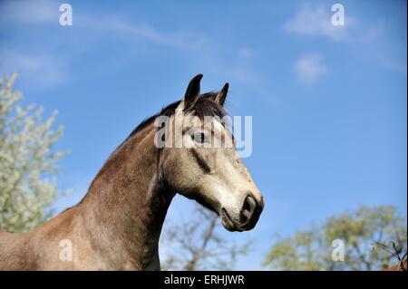 Lusitano - portrait Stock Photo - Alamy