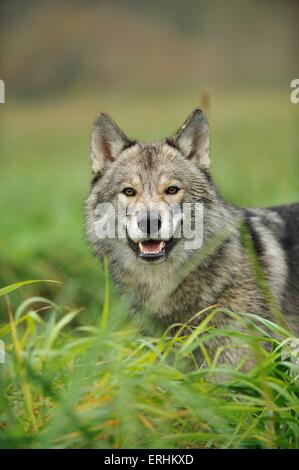 American Wolfdog Portrait Stock Photo - Alamy