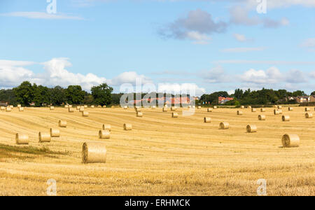 Round bales of recently cut straw in a field of straw stubble in rural ...