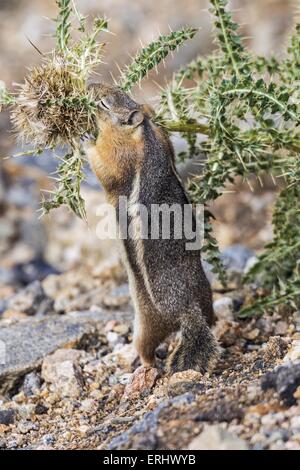 Golden-Mantled Ground Squirrel begging for food from tourists at Mount ...