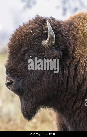 American Bison Buffalo side profile Stock Photo - Alamy