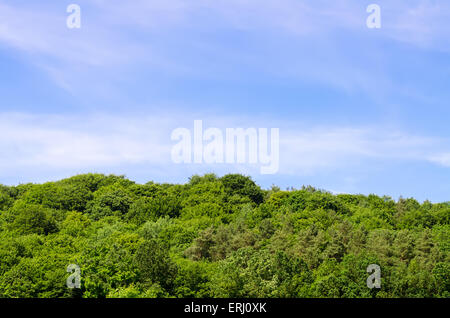 View of green tops of high trees on blue sky and clouds background ...