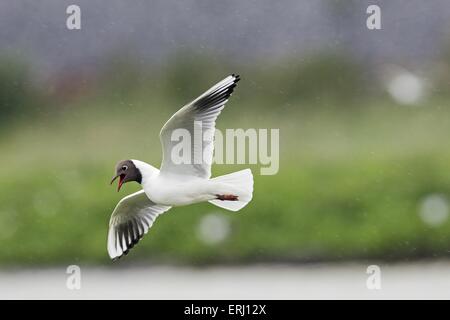 Common gull and black-headed gull on a jetty at Motala river in ...