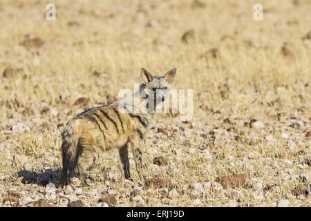 AARDWOLF - side view Stock Photo - Alamy