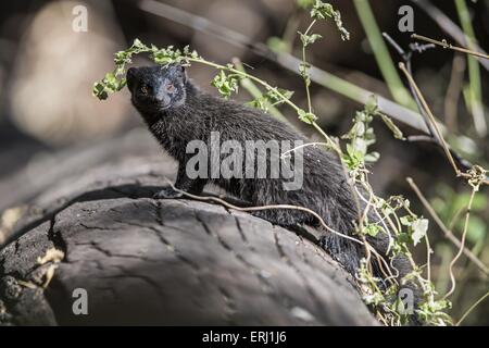 Common dwarf mongoose standing on log in Kruger National park, South ...