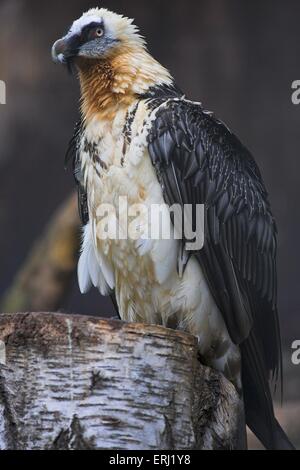raptor, bearded vulture, raptors, bearded vultures Stock Photo - Alamy