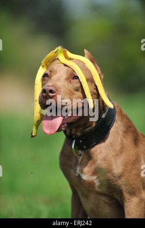 Purebred, curious dog of American pitbull terrier in motion, running ...