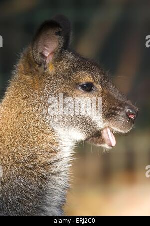 Side profile kangaroo portrait head neck only Stock Photo: 238406262 ...