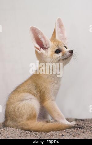 Captive fennec fox (Fennecus zerda / Vulpes zerda) suffering from ...
