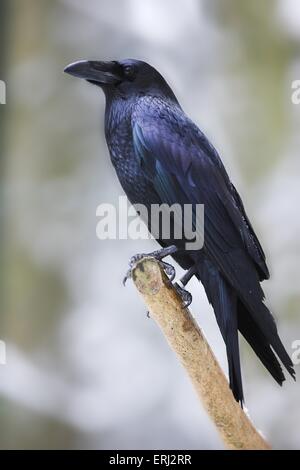 The Northern Raven (Corvus corax) singing at the top of a pine tree ...