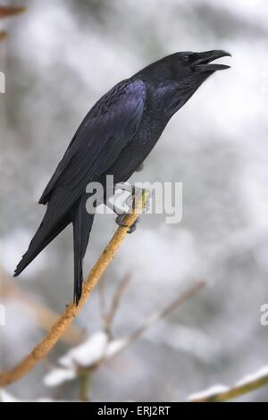 Common raven calling on branch isolated on white background Stock Photo ...