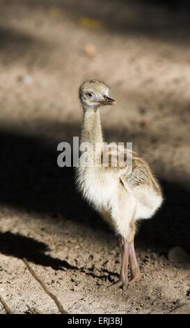 greater rhea (Rhea americana), chick walking on a lawn Stock Photo - Alamy