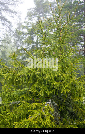 Spruce northern Russia Stock Photo - Alamy