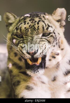 Snow leopard, Uncia uncia, portrait, hiss, growl, portrait, side view ...