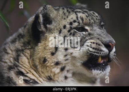 Snow leopard, Uncia uncia, portrait, hiss, growl, portrait, side view ...
