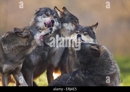 Subordinate grey wolf (Canis lupus) with flattened ears snarling with ...