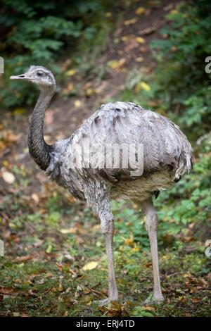 Rhea, Rhea americana, Greater Rhea or American Rhea, one adult large ...