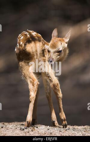 Altai Wapiti / Maral deer (Cervus canadensis sibirica) male, running ...