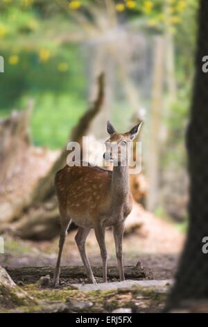 Altai wapiti (Cervus canadensis sibiricus), also known as the Altai ...