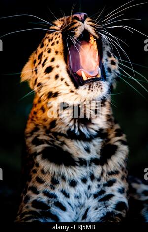 Chinese leopard or North China leopard in zoo Stock Photo - Alamy