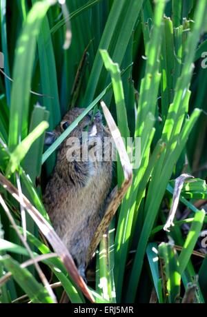 Degu (Octodon degus). Adult eating from a fruit and vegetable skewer ...