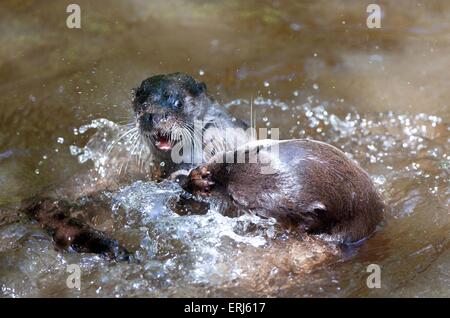 fighting common otter Stock Photo - Alamy