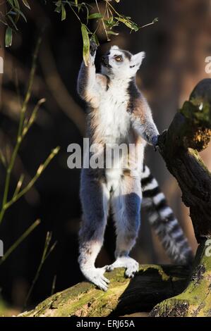Lemur searching food Stock Photo - Alamy