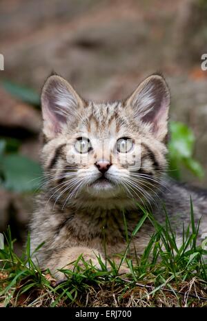 Wildcat lying in sunny grass Stock Photo - Alamy