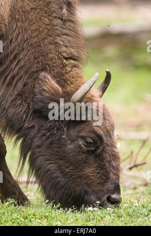 European Bison head side profile Stock Photo - Alamy