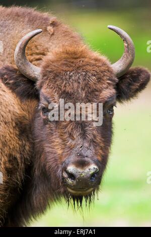 European bison portrait in summer season refreshing in water pool Stock ...