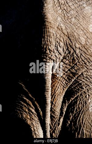 Close up of backside of African elephant ear latticed with blood ...