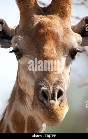 A vertical portrait shot of a giraffe Stock Photo - Alamy