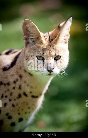 serval, (Leptailurus serval), side head portrait, close view, with ...