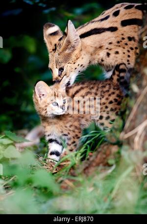 The two Serval wild cats (Leptailurus serval) in lush green grass Stock ...