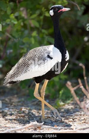 Black Bustard Stock Photo - Alamy