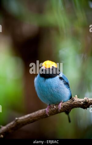 Blue manakin (Chiroxiphia caudata), adult male, sitting on a vine ...