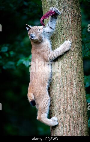 Lynx cat eating meat Stock Photo - Alamy