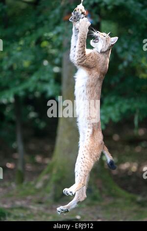 Eurasian lynx jumping Stock Photo - Alamy