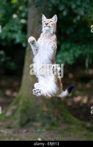 Eurasian lynx jumping Stock Photo - Alamy
