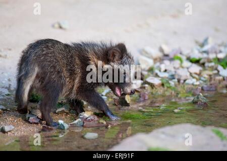Side view of a standing Young Raccoon, isolated Stock Photo - Alamy