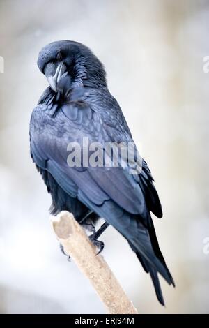 Common raven (Corvus corax) preening feathers Stock Photo - Alamy